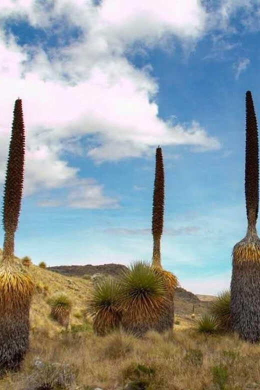 Huaraz: Nevado Pastoruri + Puyas Raymondi Forest - The Experience in Context: Who Will Love This Tour?
