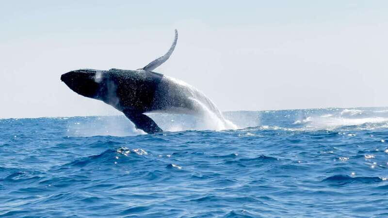 Huatulco: Awakening with Stars Dolphins Boat Cruise - Key Points