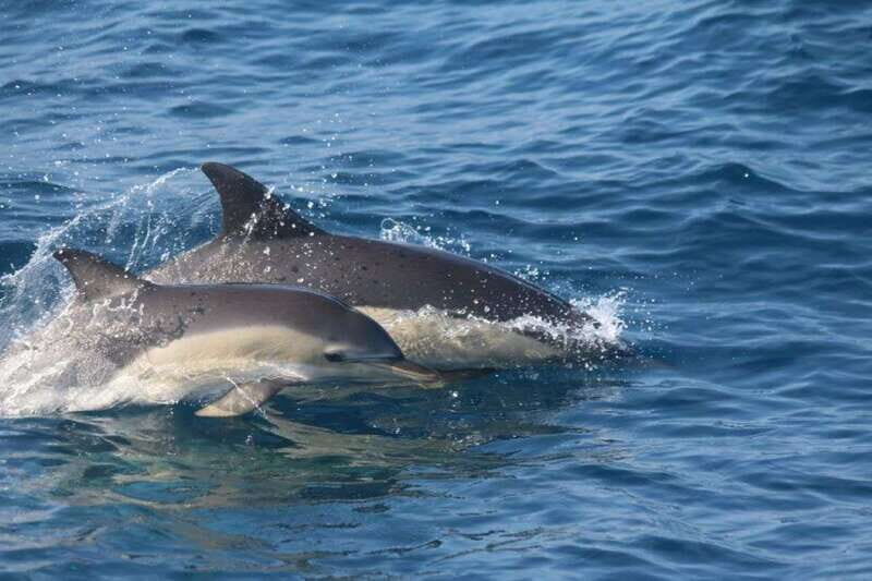 Huatulco: Awakening with Stars Dolphins Boat Cruise - A Detailed Look at the Experience