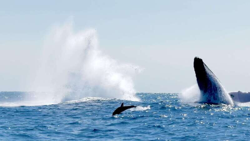 Huatulco: Awakening with Stars Dolphins Boat Cruise - Who Should Consider This Tour?