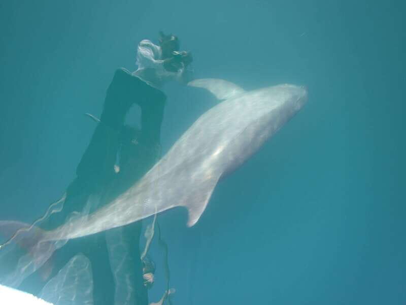 Huatulco: Awakening with Stars Dolphins Boat Cruise - The Sum Up
