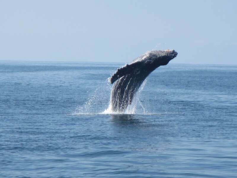 Huatulco: Bays Boat Tour with Snorkeling and Hotel Pickup - Who Will Love This Experience?