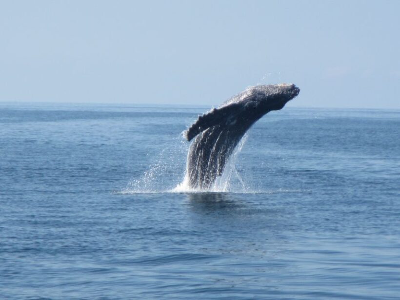 Huatulco: Bays Boat Tour with Snorkeling and Hotel Pickup - FAQ