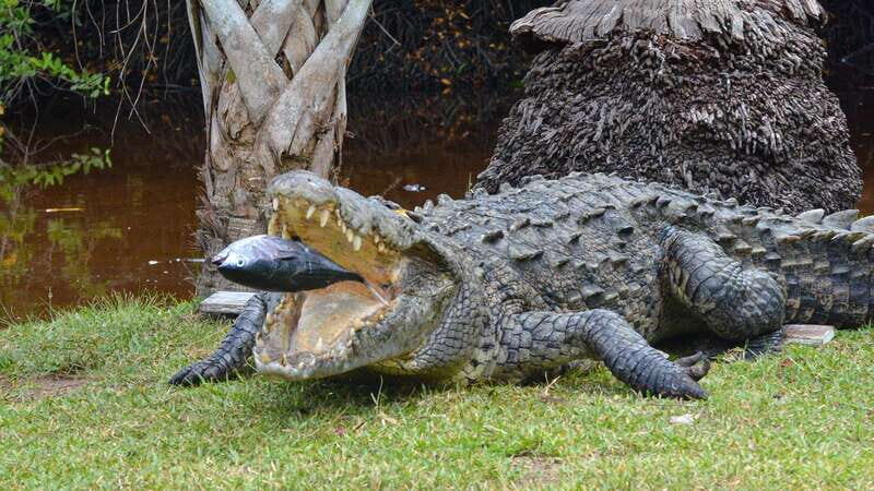Huatulco: Ecotour with Crocodiles & migrating birds - An In-Depth Look at the Huatulco Ecotour