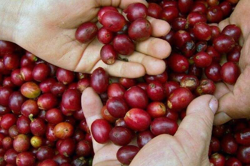 Huatulco: Local Coffee Tasting and Cultural Experience - FAQs