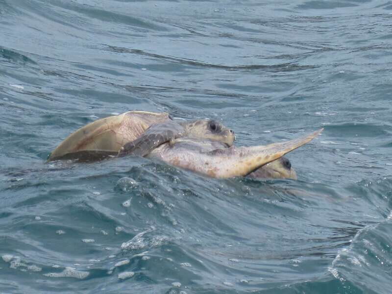 Huatulco: Premium Boat Tour with snorkel experience. - Authentic Reviews & What They Reveal