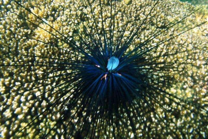 Huatulco: Premium Family Snorkeling Experience - Huatulco: Premium Family Snorkeling Experience