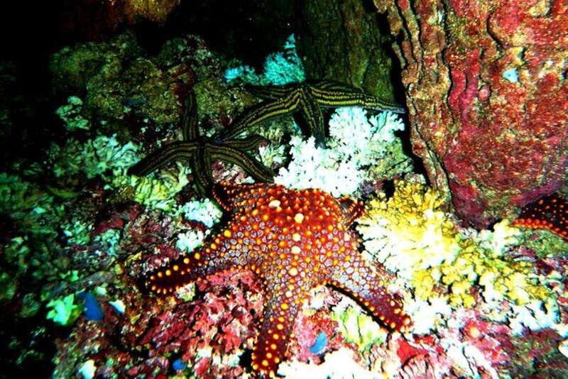 Huatulco: Premium Family Snorkeling Experience - Who Is This Tour Best For?