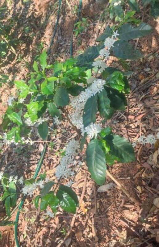 Huatulco: Private Coffee and Fruit Ranch Experience - A Closer Look at the Experience