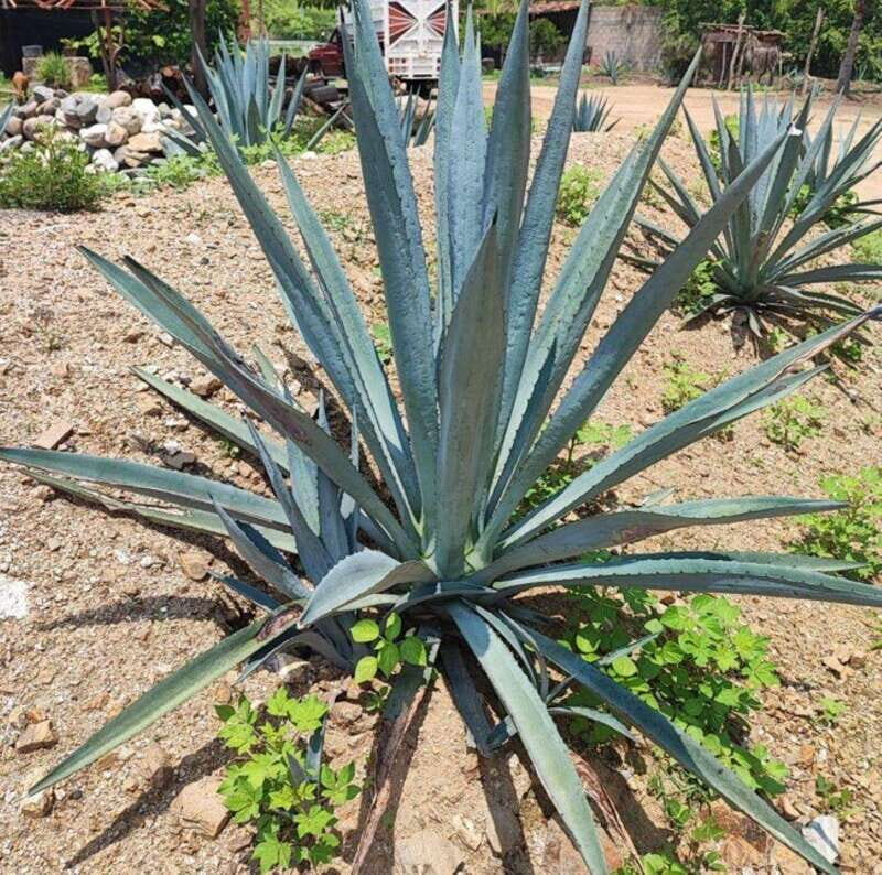 Huatulco: Private Mezcal Factory Experience - Key Points