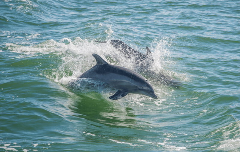 Huatulco: Sunrise Dolphin Watching with Beach Visit - The Itinerary Breakdown