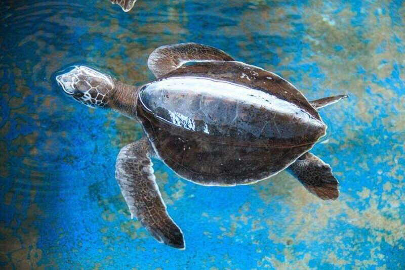 Huatulco: Turtles & Crocs Experience - Practical Details and Tips