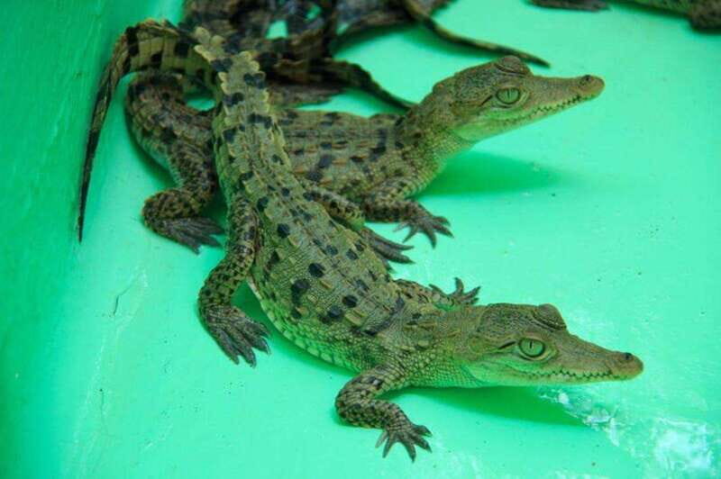 Huatulco: Turtles & Crocs Experience - What Past Travelers Say