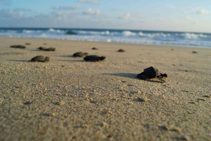 Huatulco: Unique Turtle Sanctuary & Sunset Experience - An Honest Look at the Turtle Sanctuary & Sunset Tour
