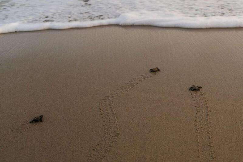 Huatulco: Unique Turtle Sanctuary & Sunset Experience - FAQ