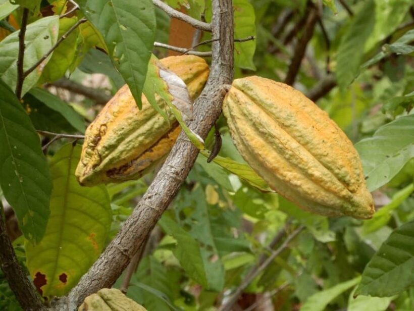 Huayopata | Prívate Chocolate Tour - The Value of This Experience
