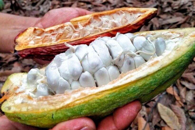 Huayopata | Prívate Chocolate Tour - Final Thoughts