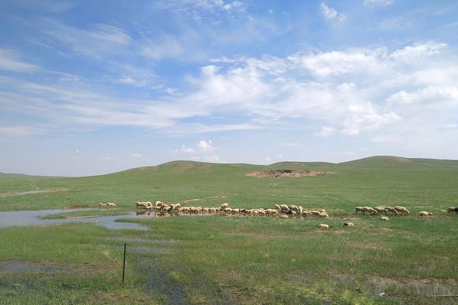 Huhhot 4D3N Inner Mongolia Grassland and desert nature tours - What Travelers Truly Value