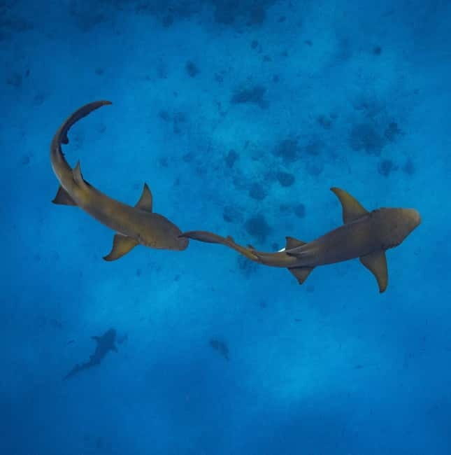 Hulhumale: Snorkeling Experience Nurse Shark - An In-Depth Look at the Experience
