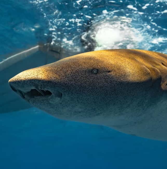 Hulhumale: Snorkeling Experience Nurse Shark - Practical Tips for Booking and Preparing