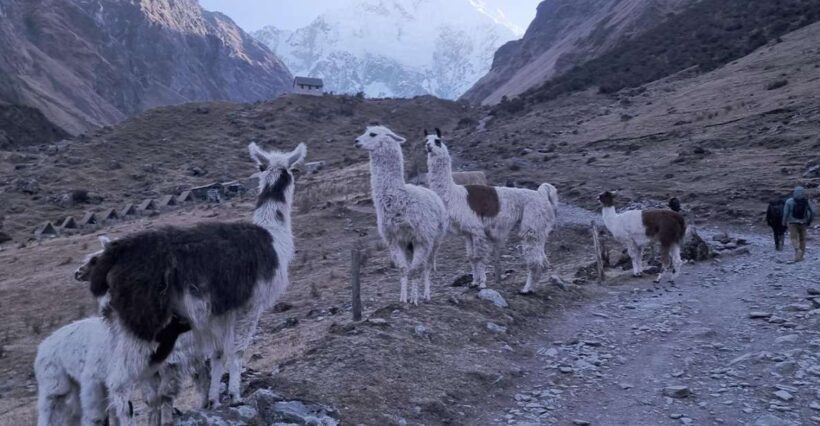 Humantay Lake Tour and Machu Picchu Tour by Train - Key Points