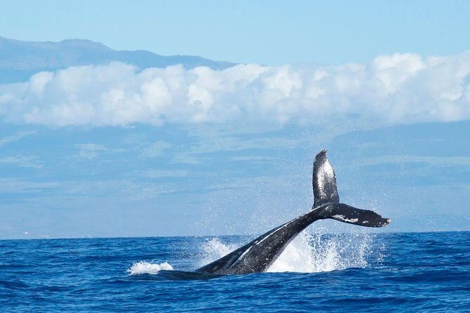 Humpback Whale and Dolphin Watch in Kona - Exploring the Tour in Detail
