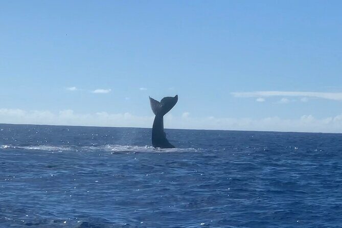 Humpback Whale and Dolphin Watch in Kona - Final Thoughts on the Experience