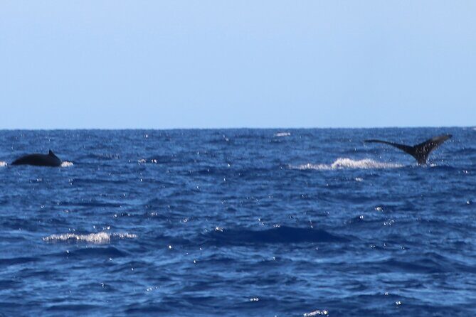 Humpback Whale and Dolphin Watch in Kona - FAQ
