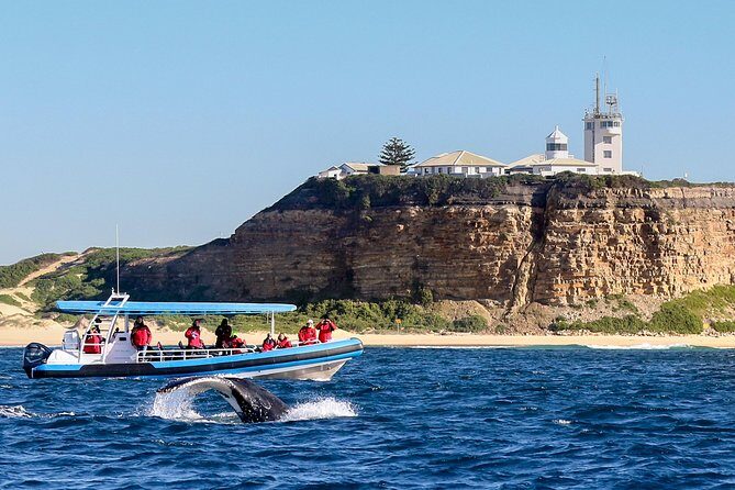 Humpback Whale Encounter Tour from Newcastle - Key Points