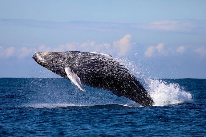 Humpback Whale Encounter Tour from Newcastle - Who Will Love This Tour?