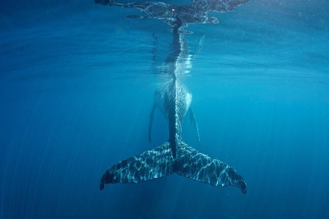 Humpback Whale Safari - Transportation, Group Size, and Practicalities