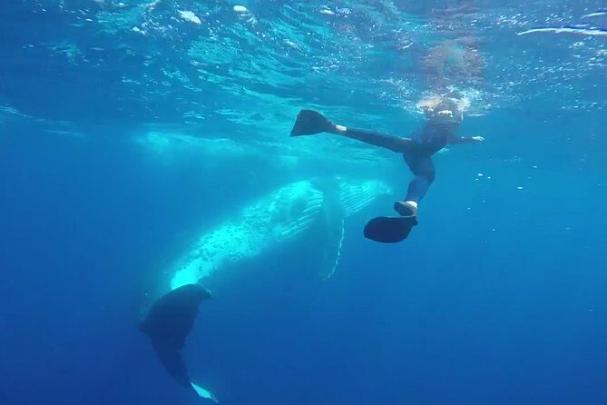 Humpback Whale Swim from Tongatapu island with transfers & lunch - Introduction
