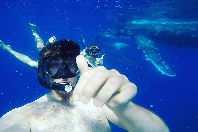 Humpback Whale Swim from Tongatapu island with transfers & lunch - Key Points