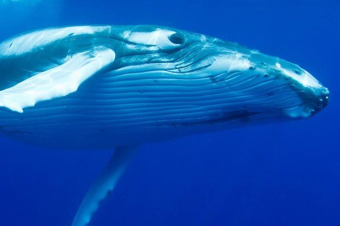Humpback Whale Swim from Tongatapu island with transfers & lunch - Authentic Insights from Past Travelers