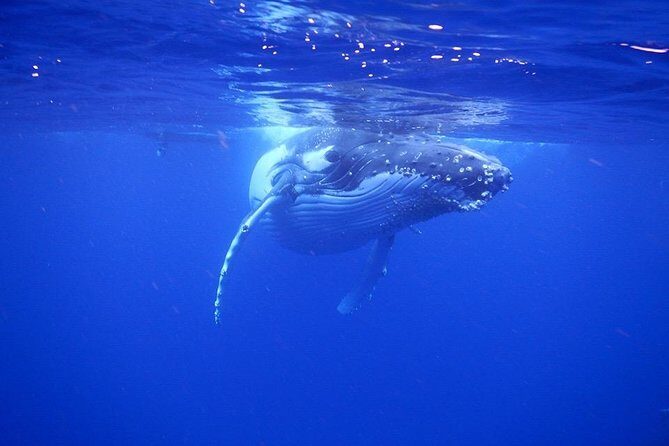 Humpback Whale Swim from Tongatapu island with transfers & lunch - Who Will Love This Tour?