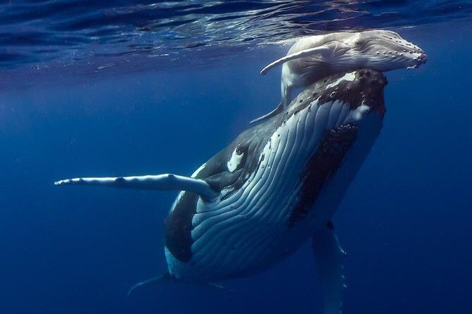 Humpback Whale Swim from Tongatapu island with transfers & lunch - The Sum Up