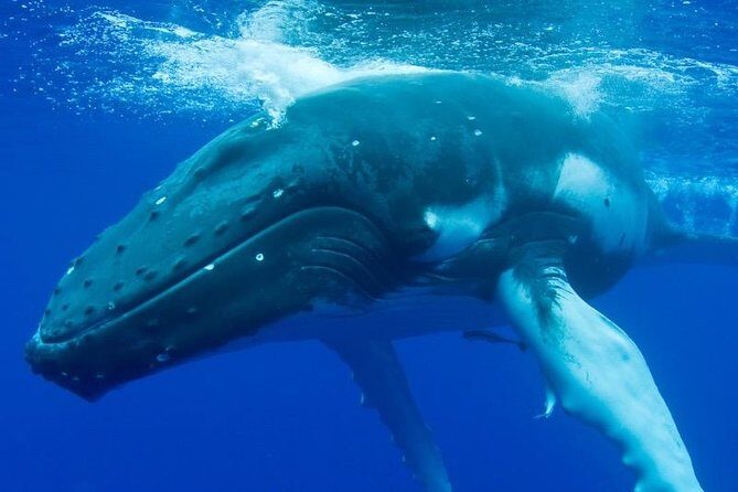 Humpback Whale Swim from Tongatapu island with transfers & lunch - FAQs