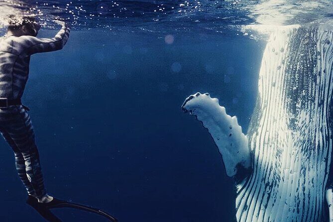 Humpback whale watching and marine life in Moorea - Key Points