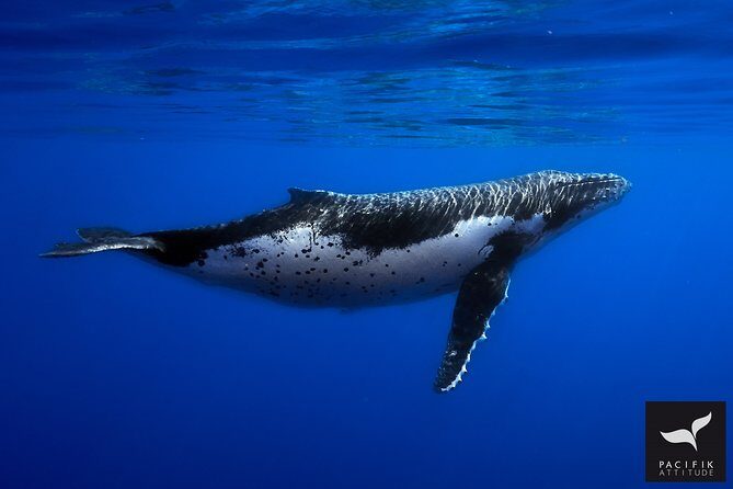 Humpback whale watching and marine life in Moorea - Final Thoughts: Is This Tour Worth It?