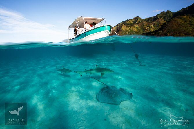 Humpback whale watching and marine life in Moorea - Frequently Asked Questions