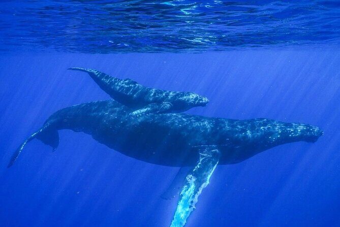 Humpback Whale Watching in Kailua-Kona Hawaii - Key Points
