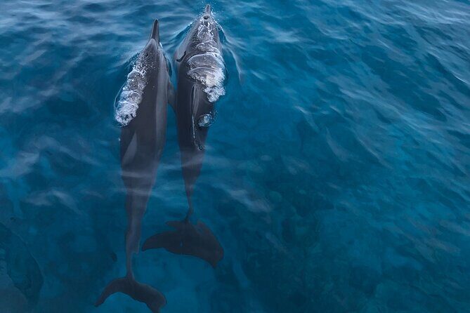 Humpback Whale Watching in Kailua-Kona Hawaii - The Experience in Detail