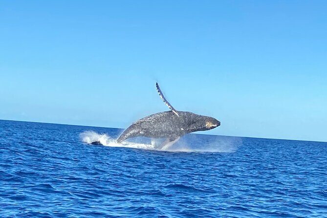 Humpback Whale Watching in Kailua-Kona Hawaii - FAQ