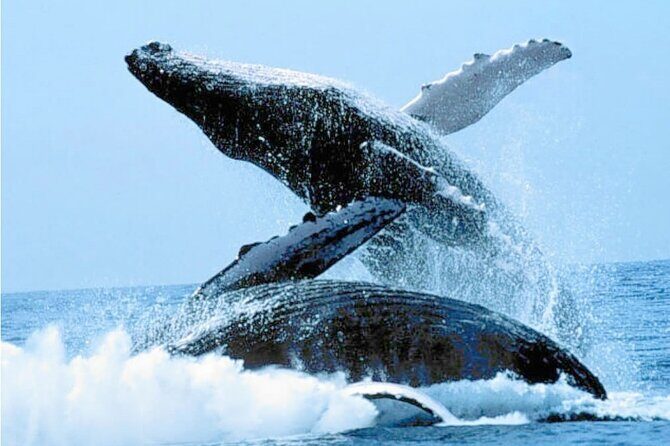 Humpback Whales Excursion in Samana - Key Points