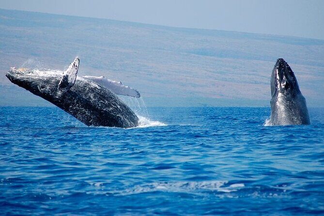 Humpback Whales Excursion in Samana - Introduction: What Does the Tour Offer?