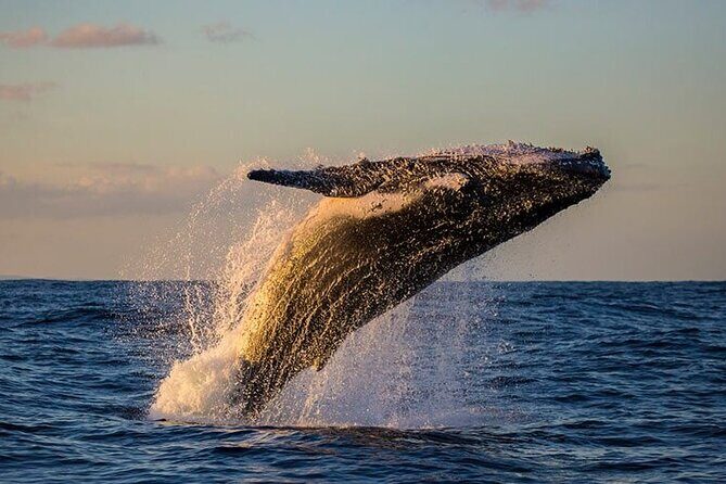 Humpback Whales Excursion in Samana - Pricing and Value