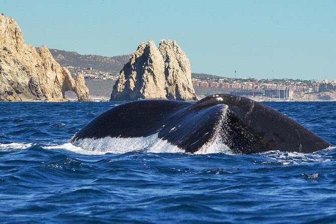 Humpback Whales in Cabo San Lucas - The Itinerary: What to Expect on This Whale-Watching Tour