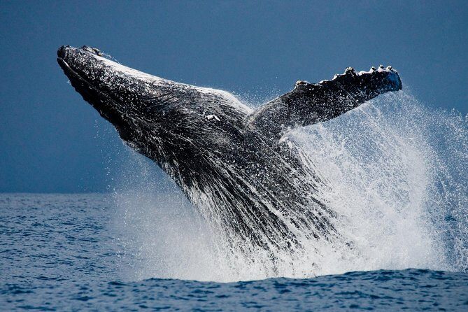 Humpback Whales in Cabo San Lucas - Who Should Book This Tour?