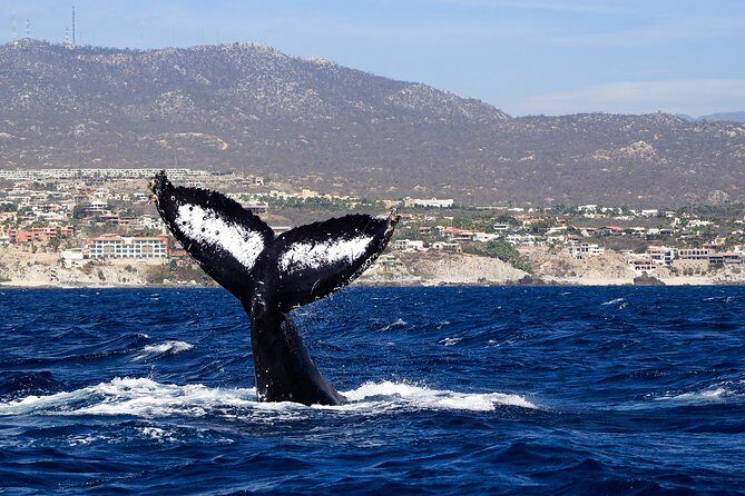 Humpback Whales in Cabo San Lucas - FAQ