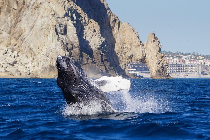 Humpback Whales in Cabo San Lucas - Final Thoughts